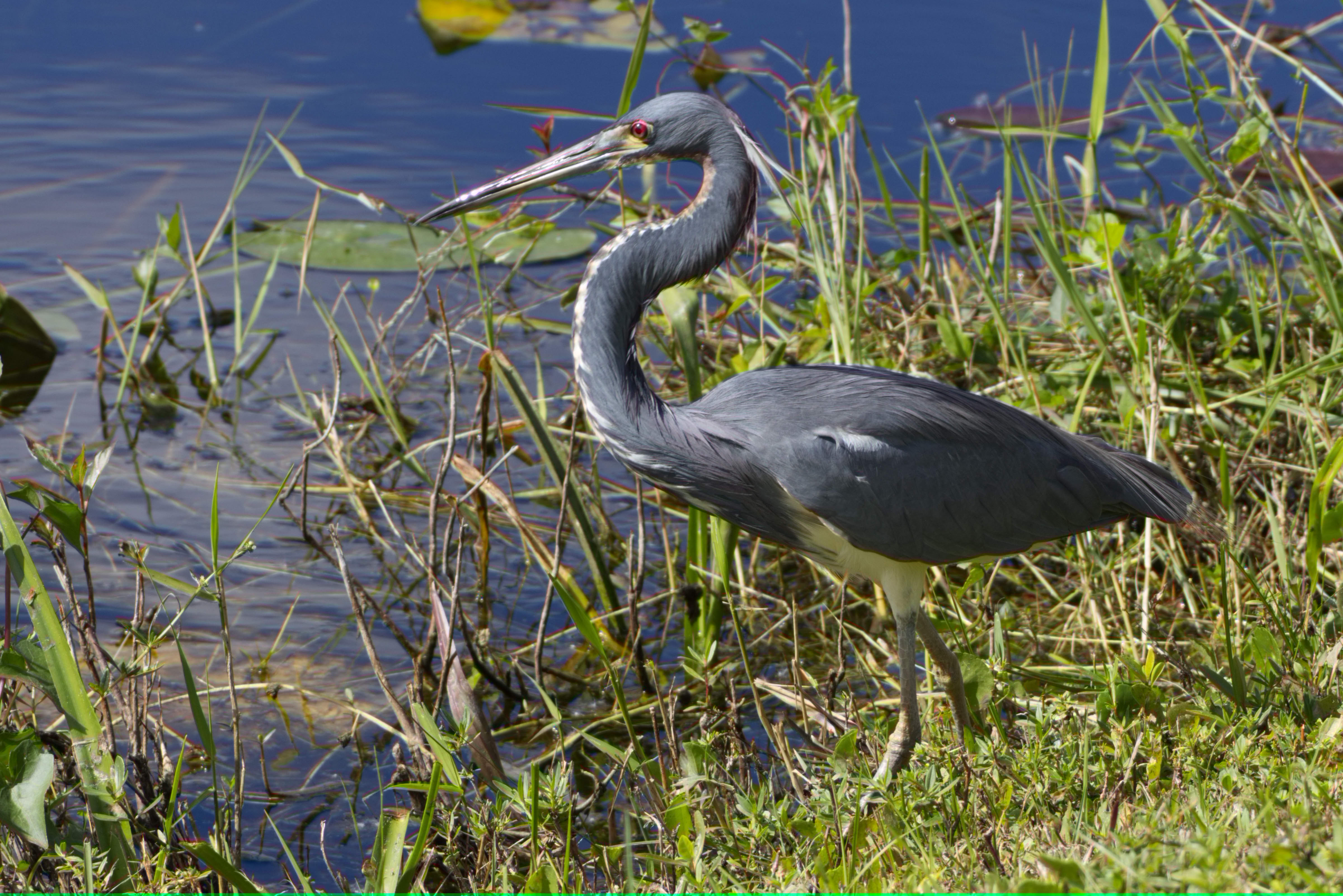 Everglades National Park - Shark Valley · Explore the Planet